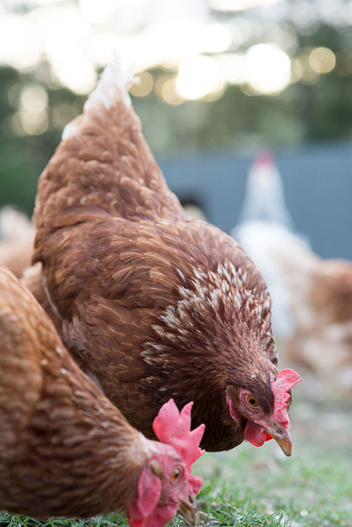 CHIRPY, CHIRPY CHEEP CHEEP … A CHICKEN LED TREE-CHANGE - The Westsider