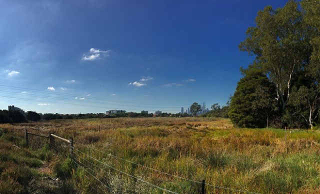 NEWELL’S PADDOCK: A WETLAND FOR THE PEOPLE - The Westsider