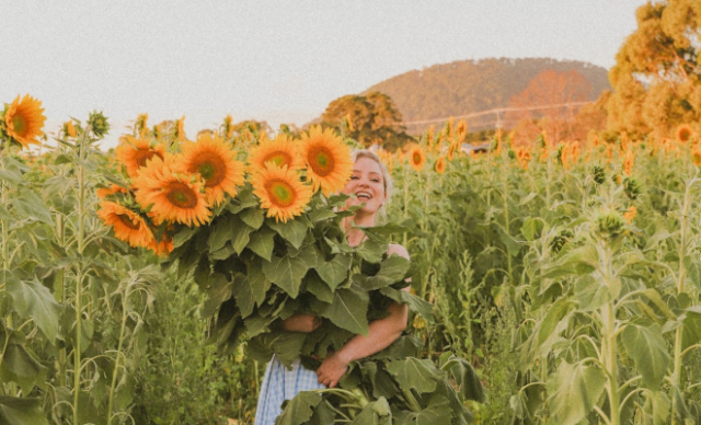 PICK YOUR OWN SUNFLOWERS DUNNSTOWN IS READY AND IN FULL BLOOM! - The ...