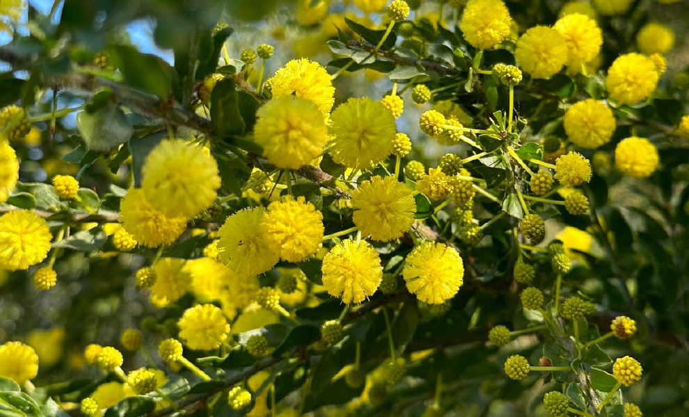 LETTERS TO THE EDITOR - The Westsider