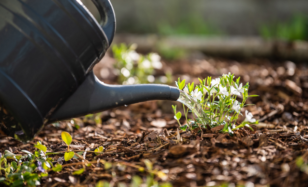 MAKING EVERY DROP OF WATER COUNT - The Westsider