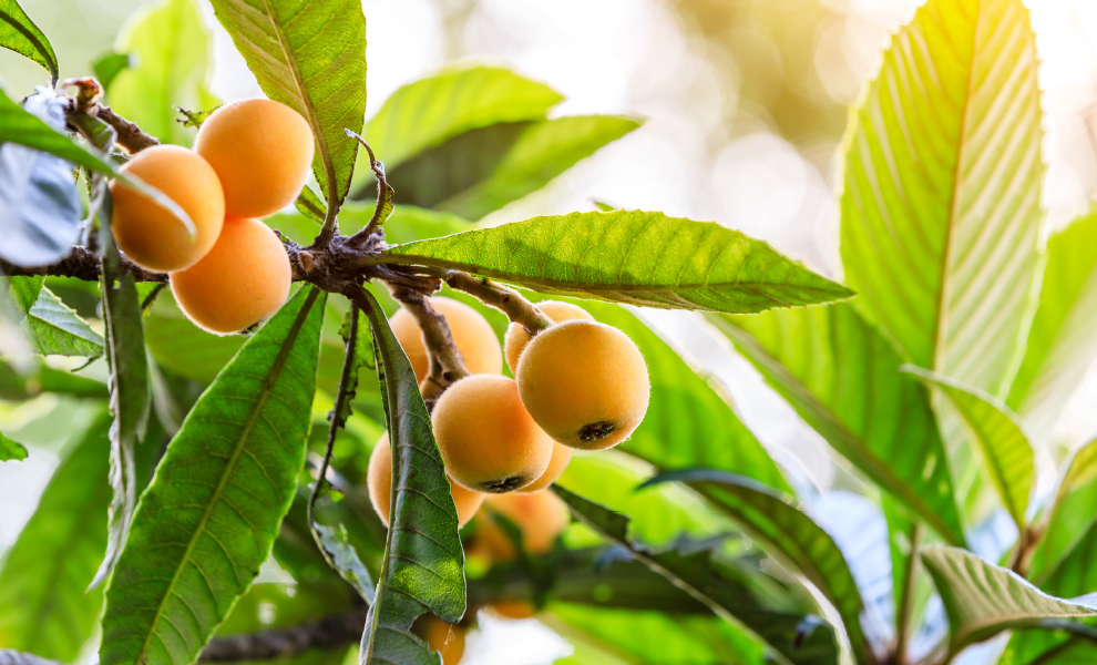 A loquat by any other name - The Westsider