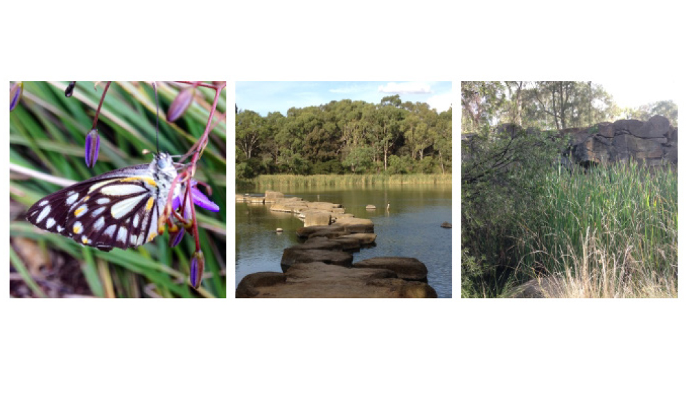 What can nature teach us about creating thriving communities? - The ...