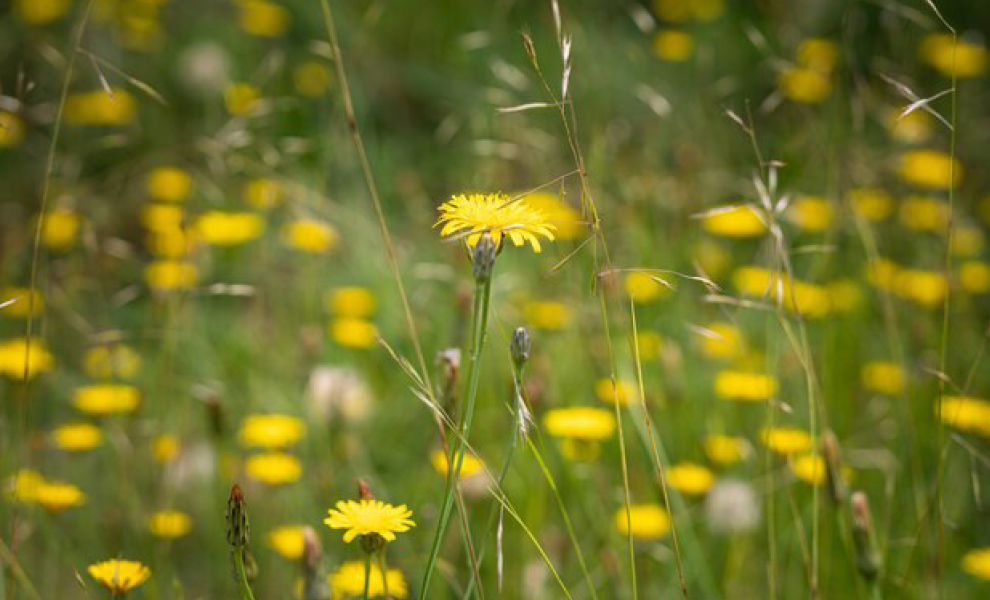 What your weeds are telling you - The Westsider