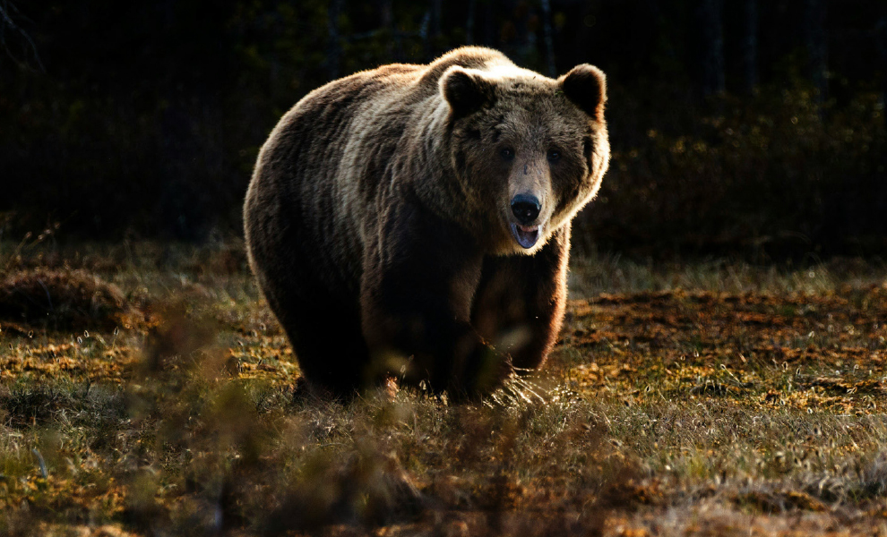 Bear vs man: Which would you choose? - The Westsider