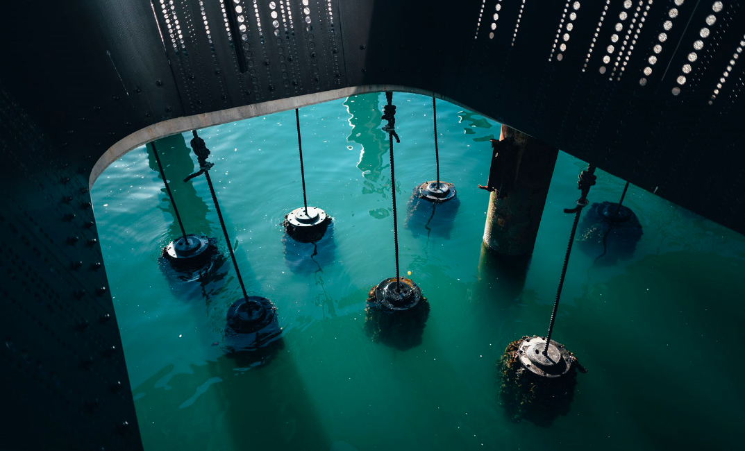 A successful kelp restoration project in Dromana is desperately needed in the west of Port ...