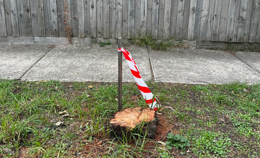 Residents say tree 'pruning' is killing green cover in Melbourne’s west ...