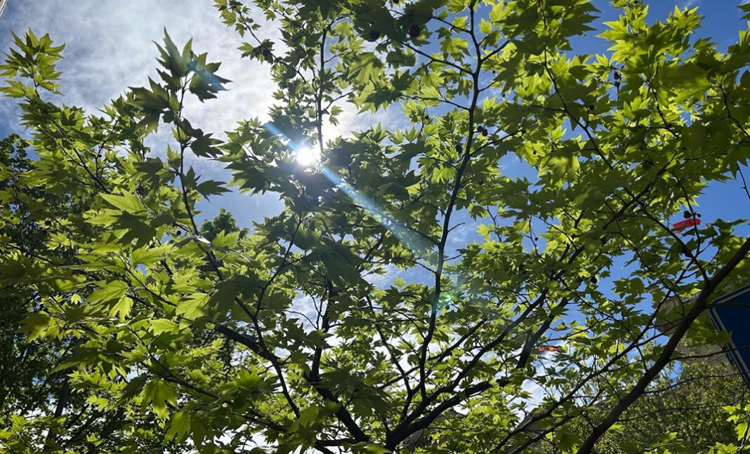 What’s in your backyard: looking beyond environmental colonial legacies ...