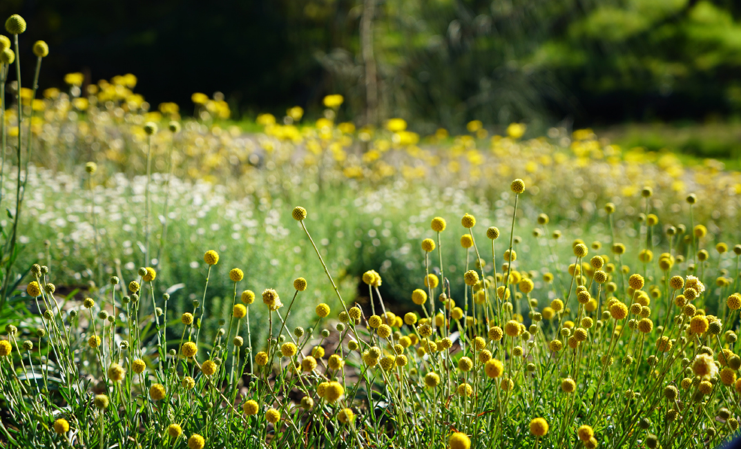 Community comes together to transform a barren site into a biodiverse ...
